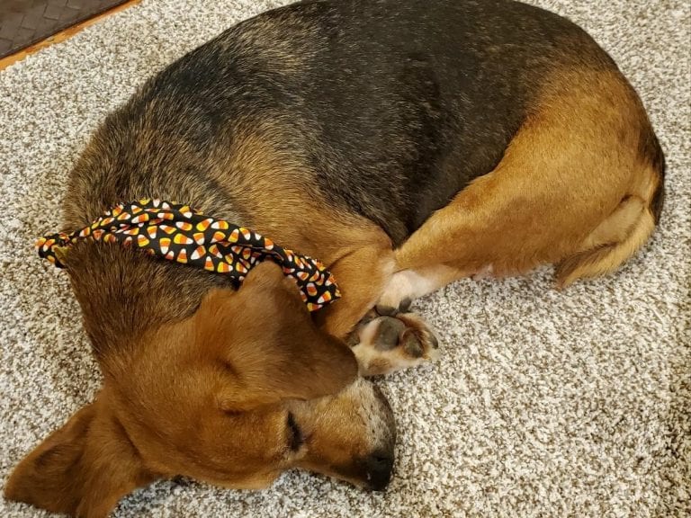 Hester Sue - Adopted March 2020 | BrewBeagles