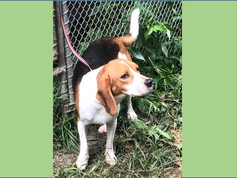King George - Adopted October 2022 | BrewBeagles
