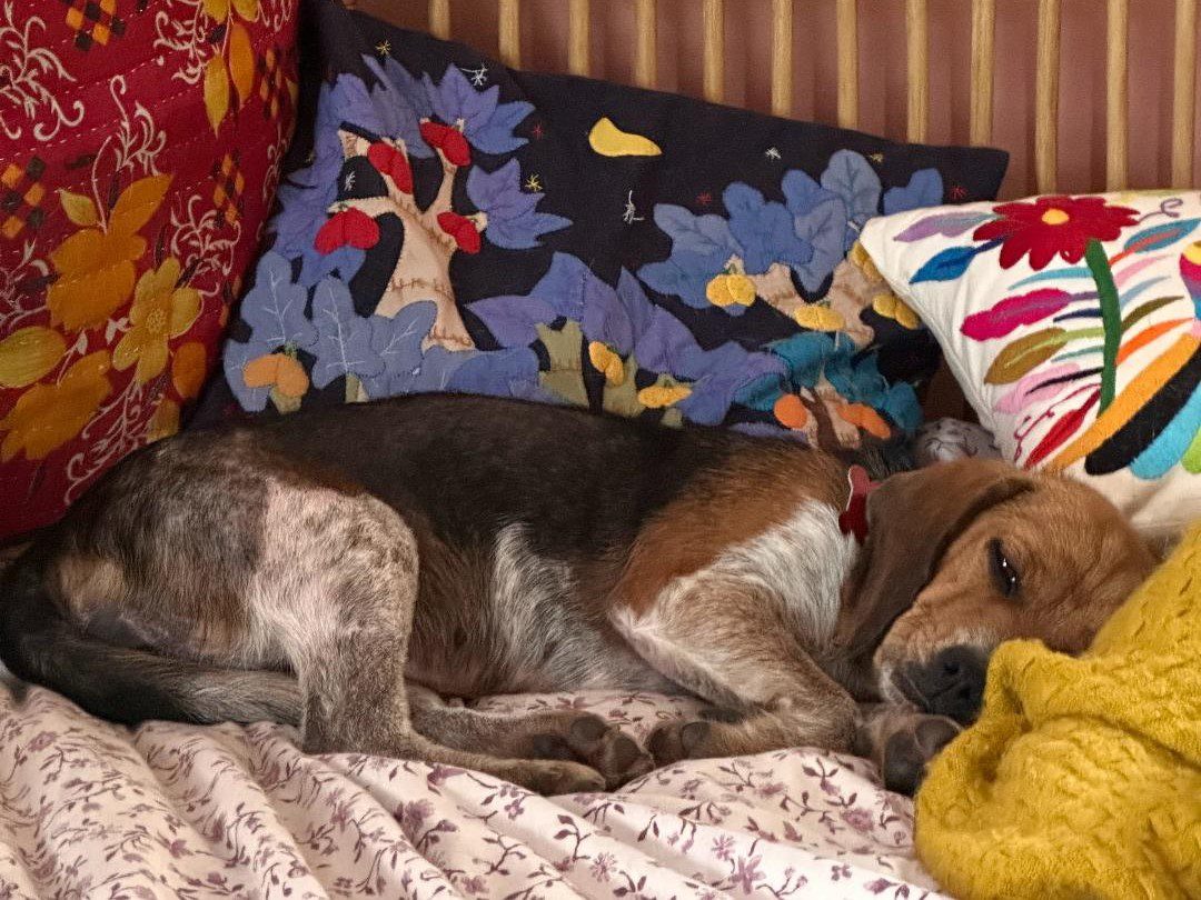 Kahali - Adopted May 2024 | BrewBeagles